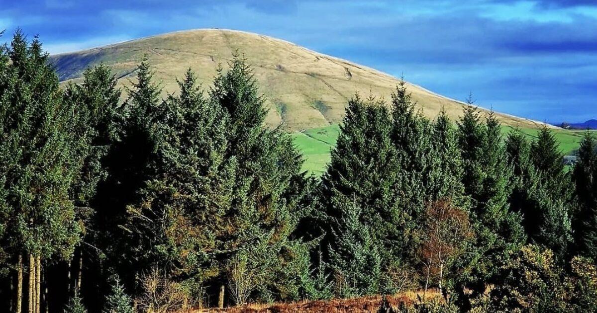 Government to plant first National Forest in 30 years - Cat Smith - Cat ...